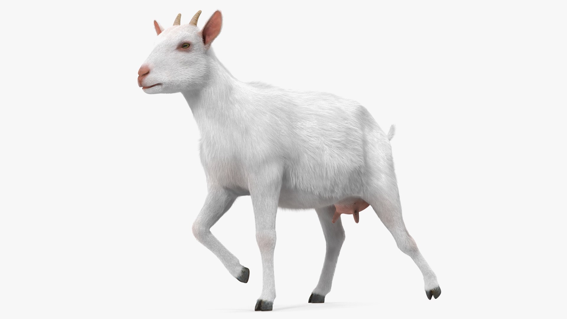 White Goat Walking Fur 3D - TurboSquid 1992099