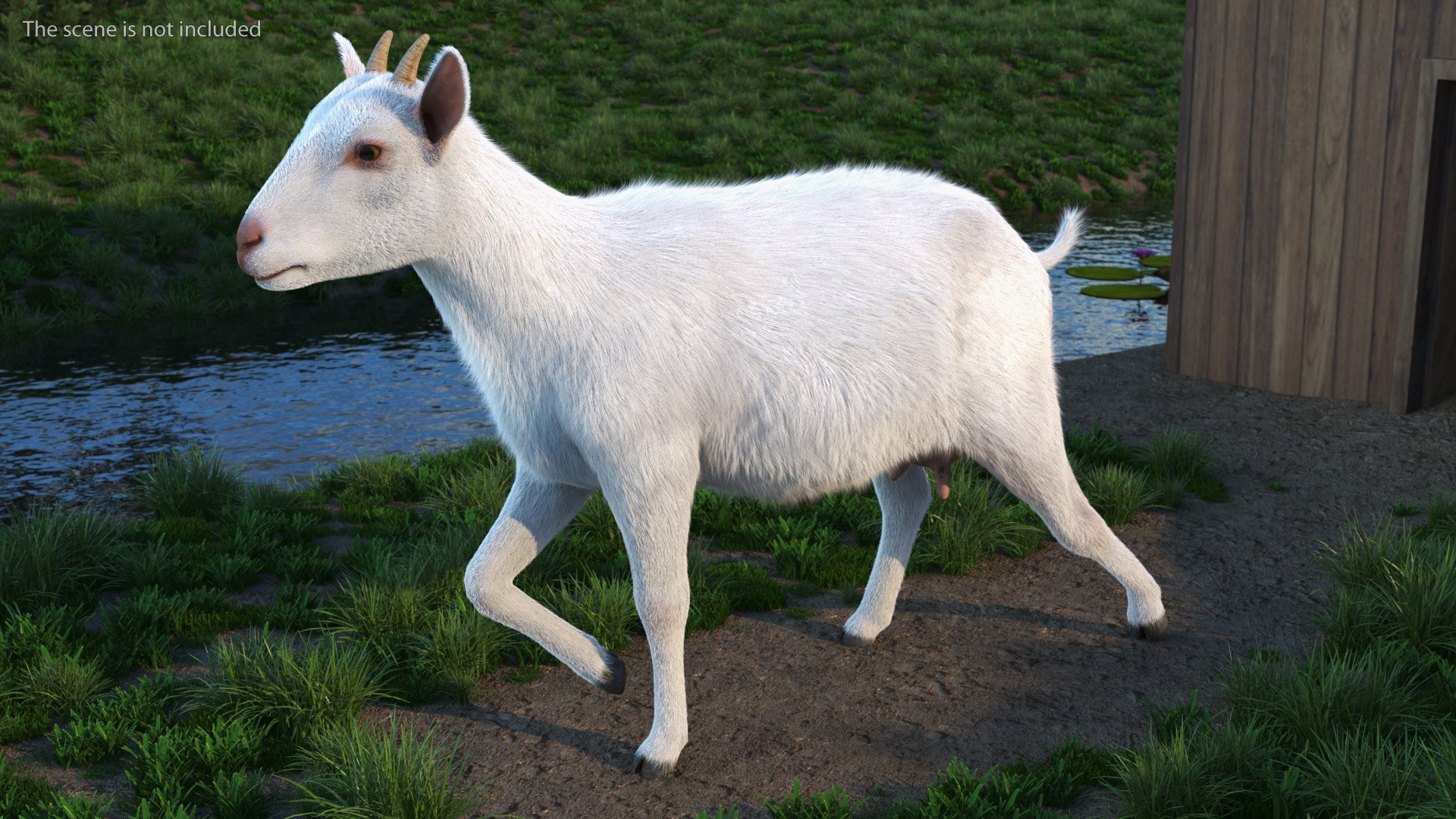 White Goat Walking Fur 3D - TurboSquid 1992099