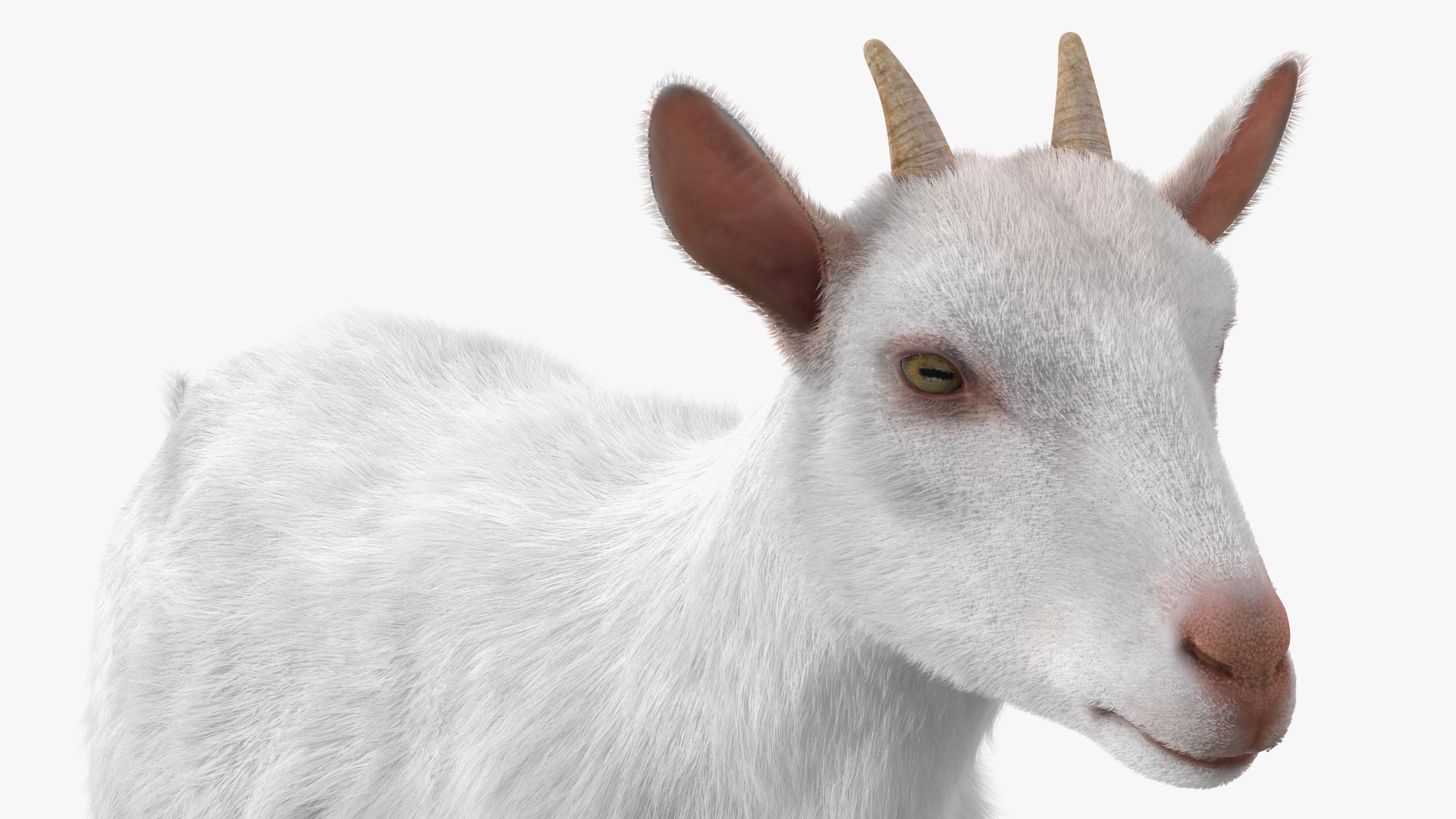 White Goat Walking Fur 3D - TurboSquid 1992099