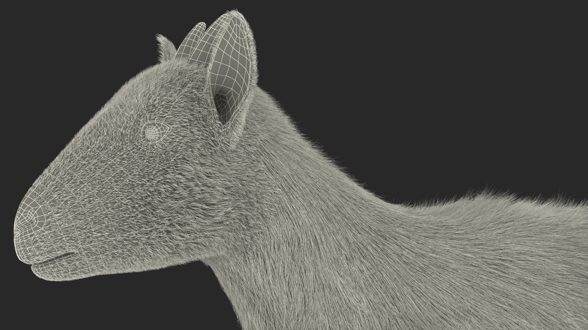White Goat Walking Fur 3D - TurboSquid 1992099