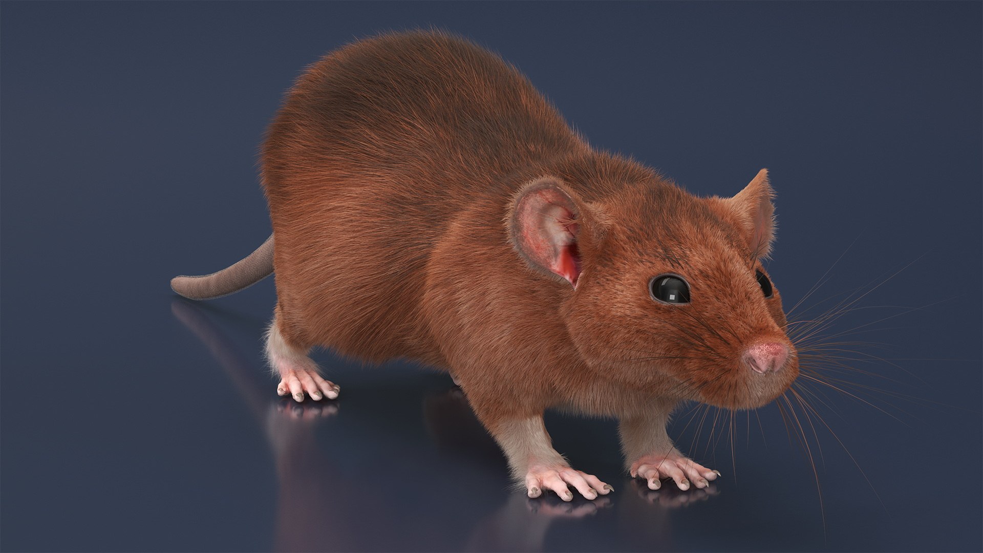 3D Model Common Rat With Fur For Cinema 4D - TurboSquid 2288127