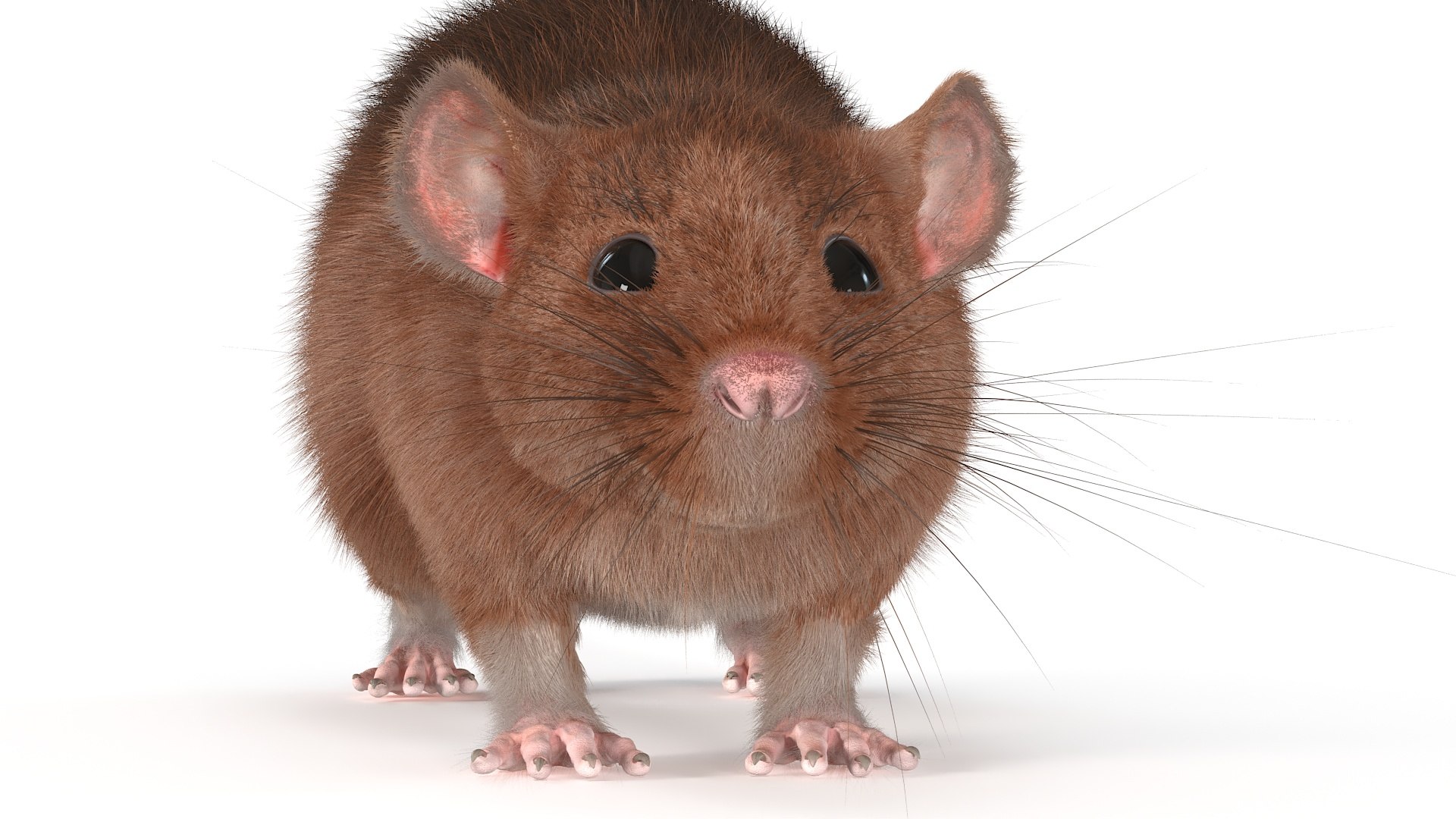 3D Model Common Rat With Fur For Cinema 4D - TurboSquid 2288127