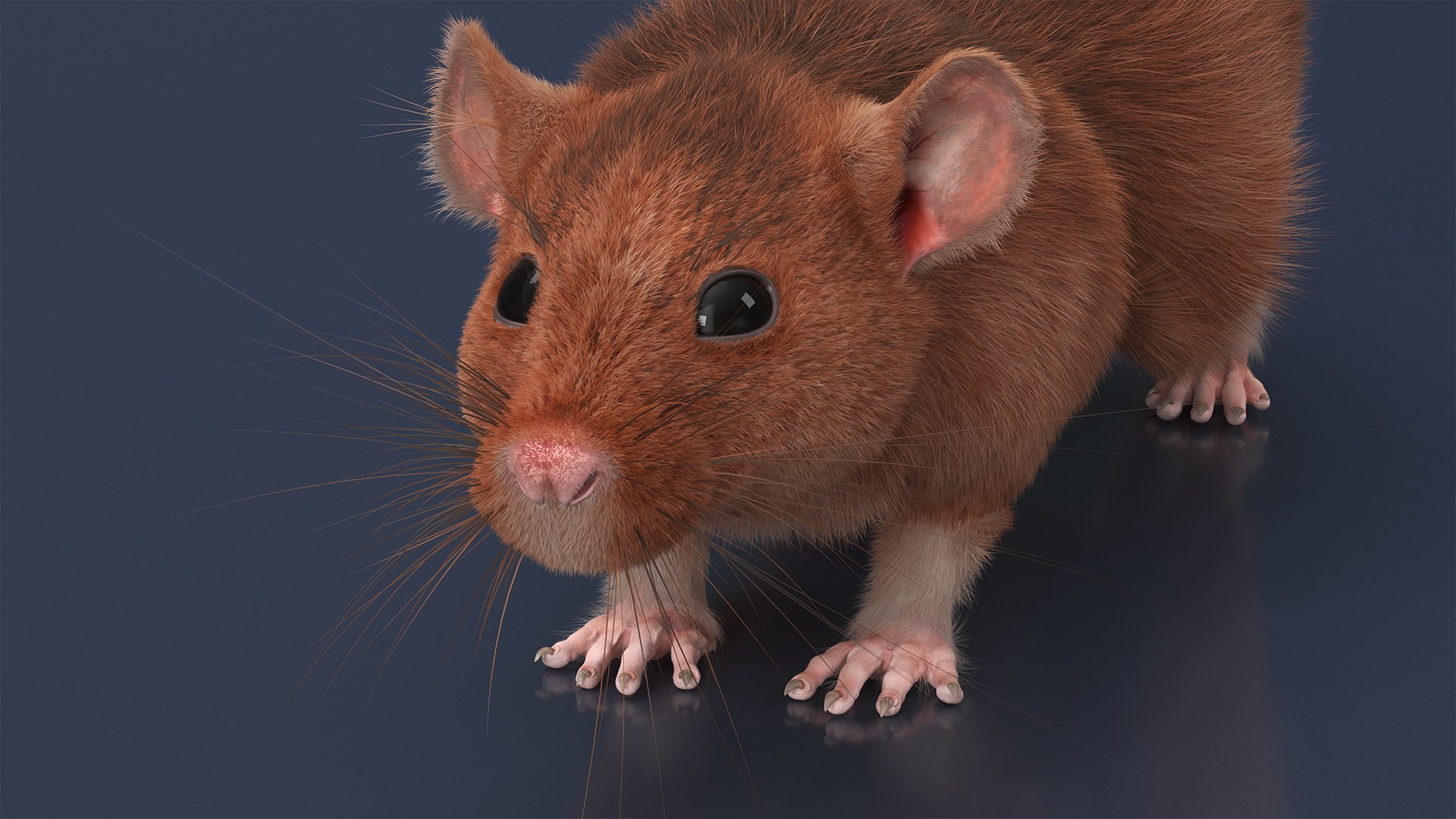 3D Model Common Rat With Fur For Cinema 4D - TurboSquid 2288127