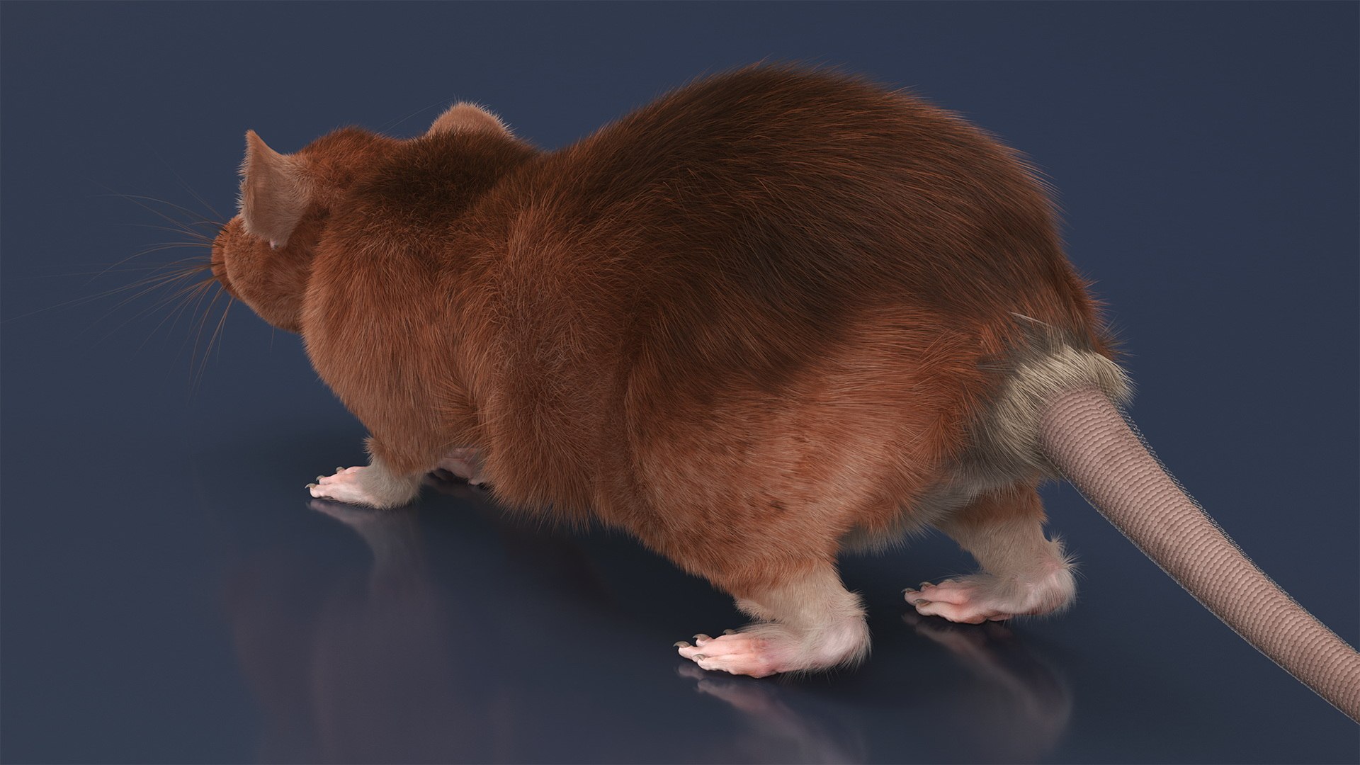 3D Model Common Rat With Fur For Cinema 4D - TurboSquid 2288127
