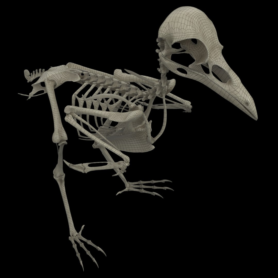 3D Raven Model - TurboSquid 2106395
