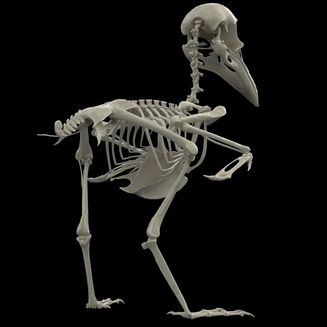 3D Raven Model - TurboSquid 2106395