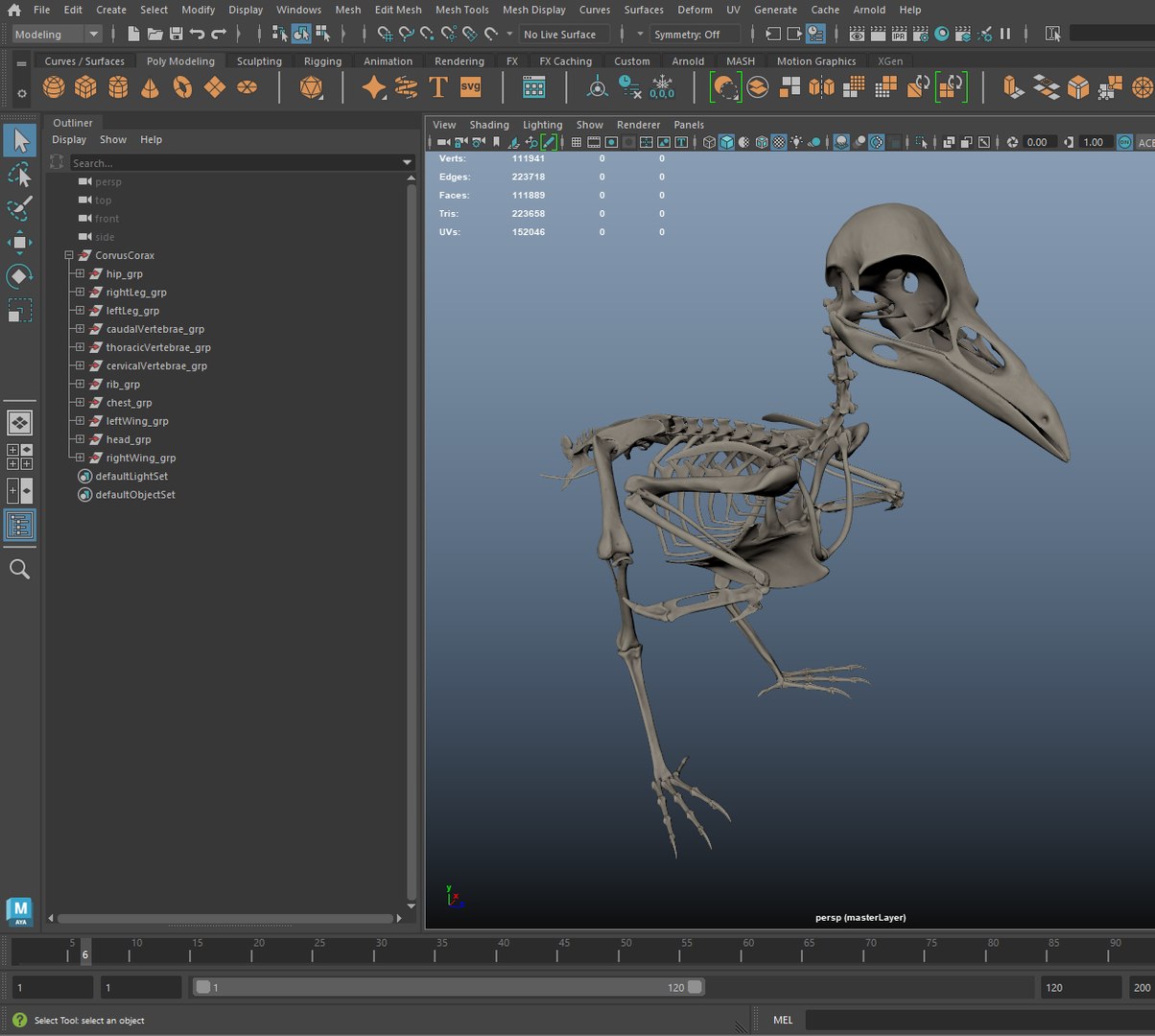 3D Raven Model - TurboSquid 2106395