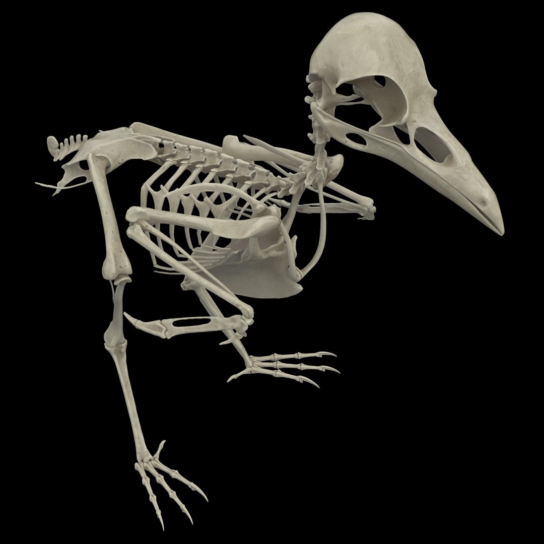 3D Raven Model - TurboSquid 2106395