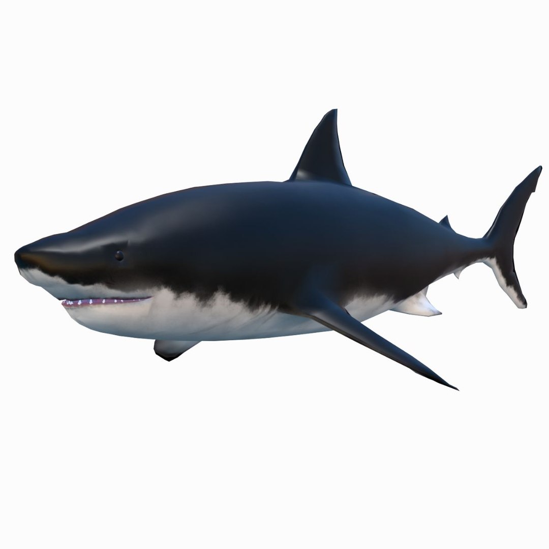modelo 3d Modelo 3D del gran tiburón blanco - TurboSquid 2310636