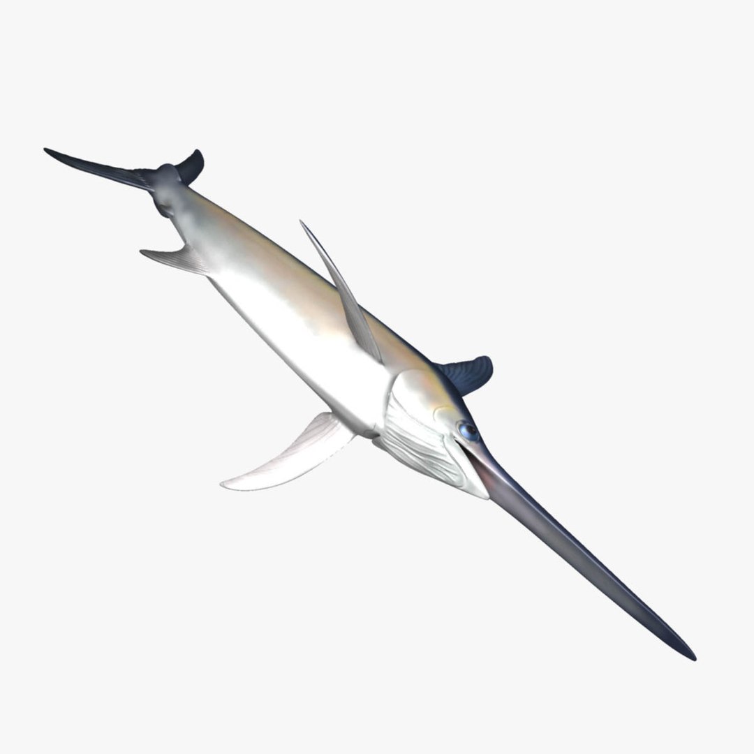 3D Swordfish - TurboSquid 1151493