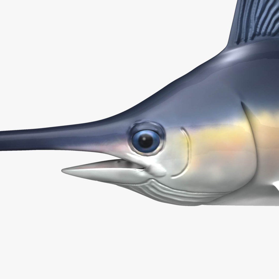 3D Swordfish - TurboSquid 1151493