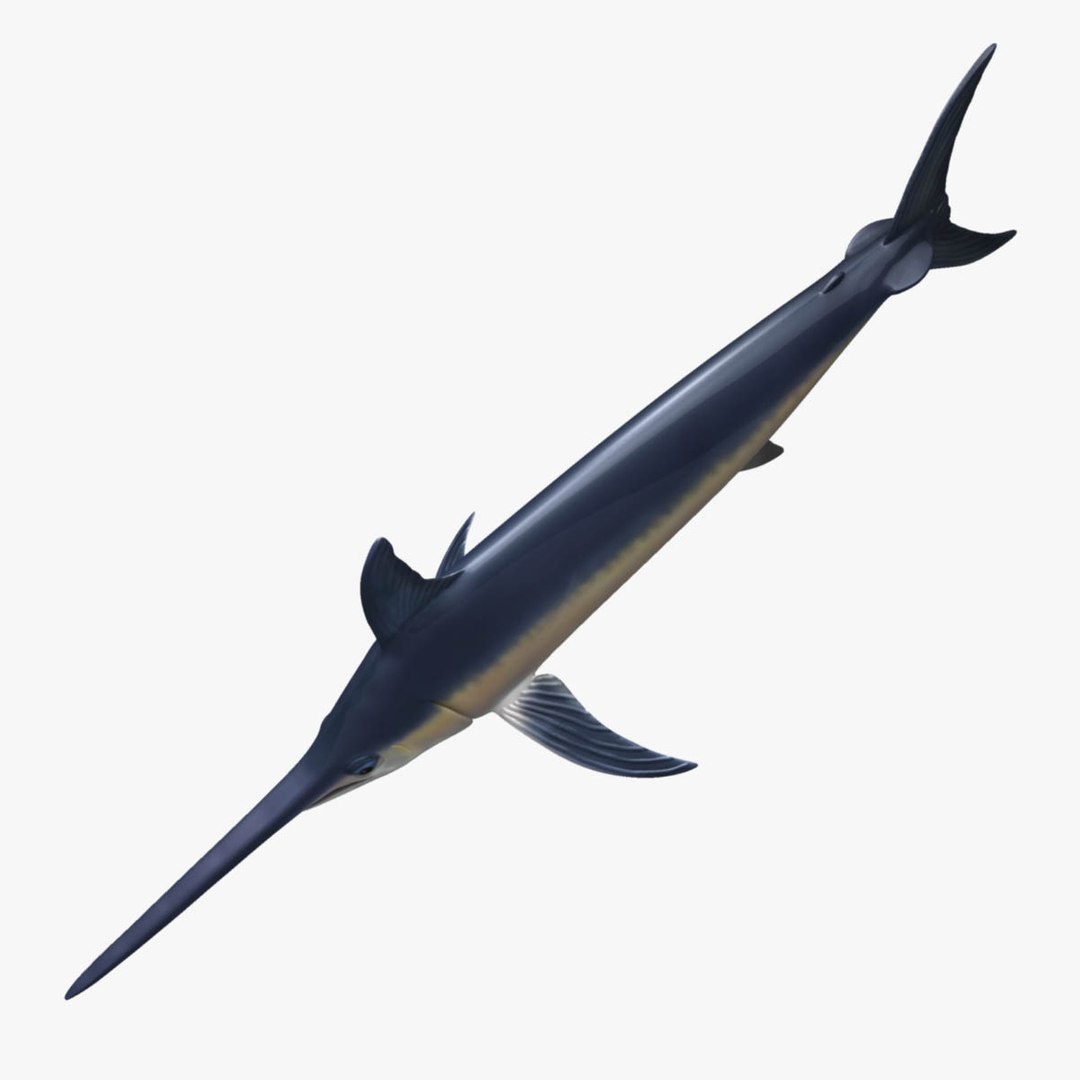 3D Swordfish - TurboSquid 1151493