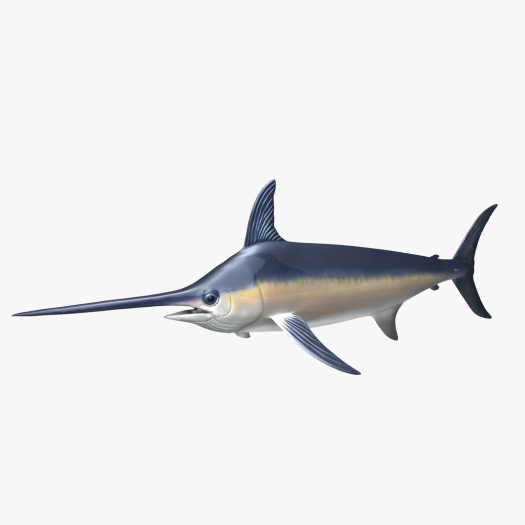 3D Swordfish - TurboSquid 1151493