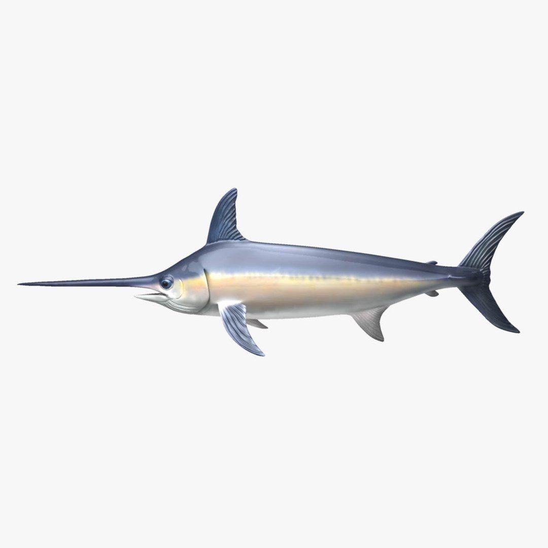 3D Swordfish - TurboSquid 1151493