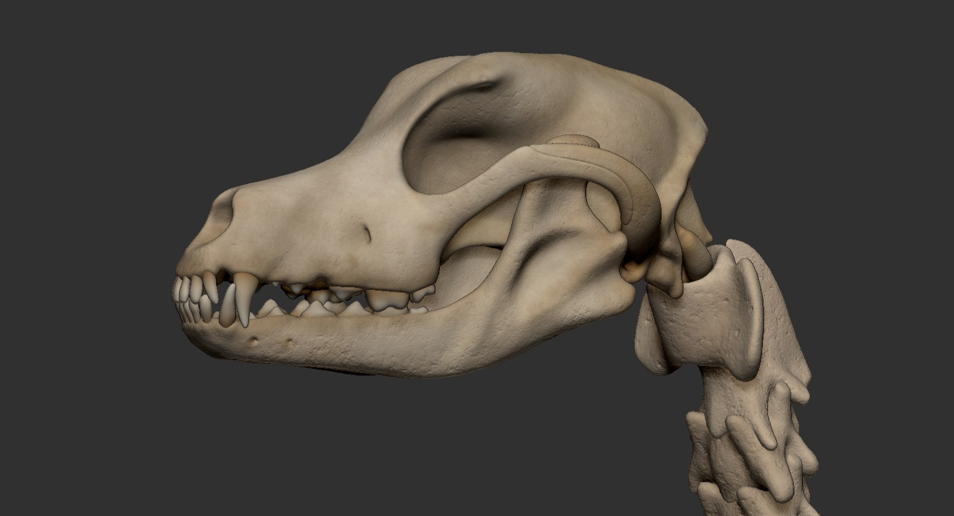 3D Dog Skeleton Anatomy Animal - TurboSquid 1474919