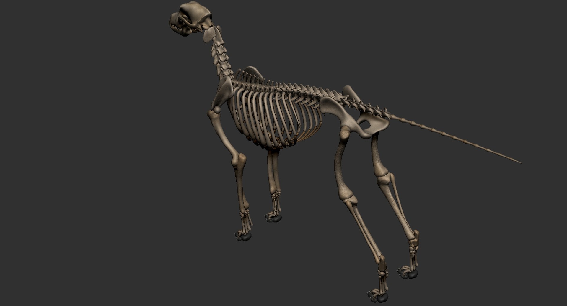3D Dog Skeleton Anatomy Animal - TurboSquid 1474919