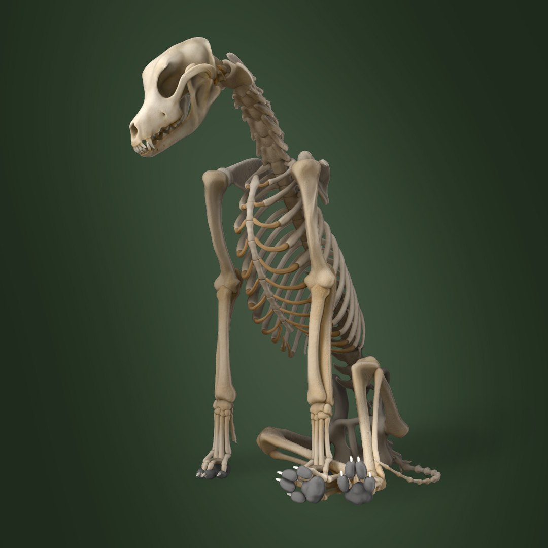 3D Dog Skeleton Anatomy Animal - TurboSquid 1474919