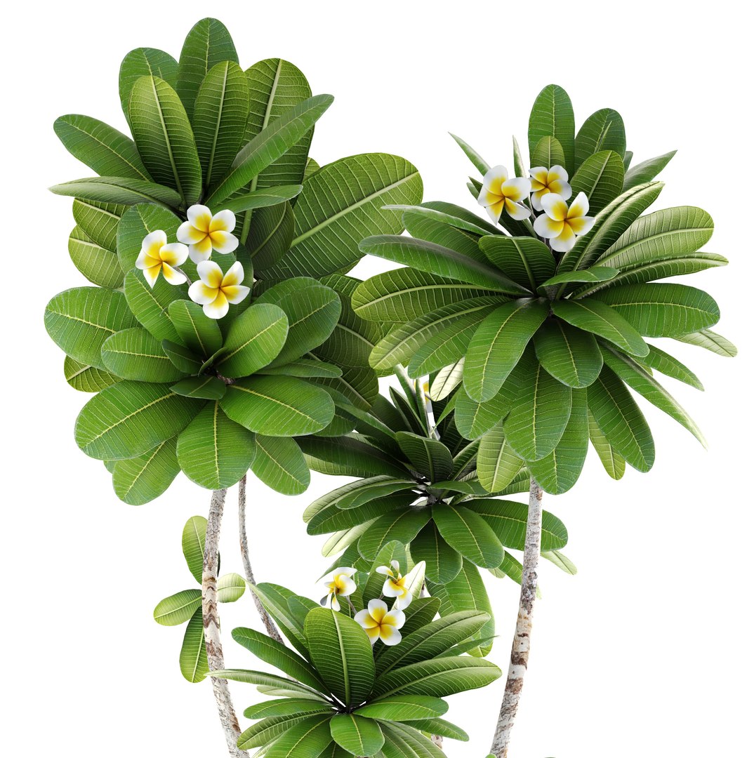 3D Frangipani Tree - TurboSquid 1258737