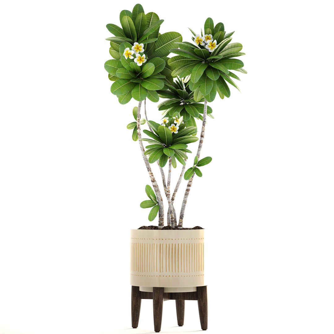 3D Frangipani Tree - TurboSquid 1258737
