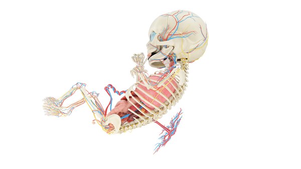 Fetus Anatomy Week 25 Static model - TurboSquid 1836221