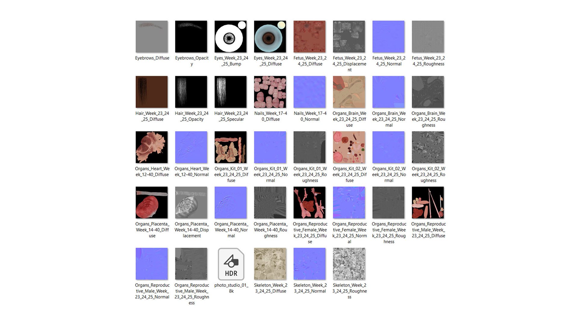 Fetus Anatomy Week 25 Static Model - TurboSquid 1836221