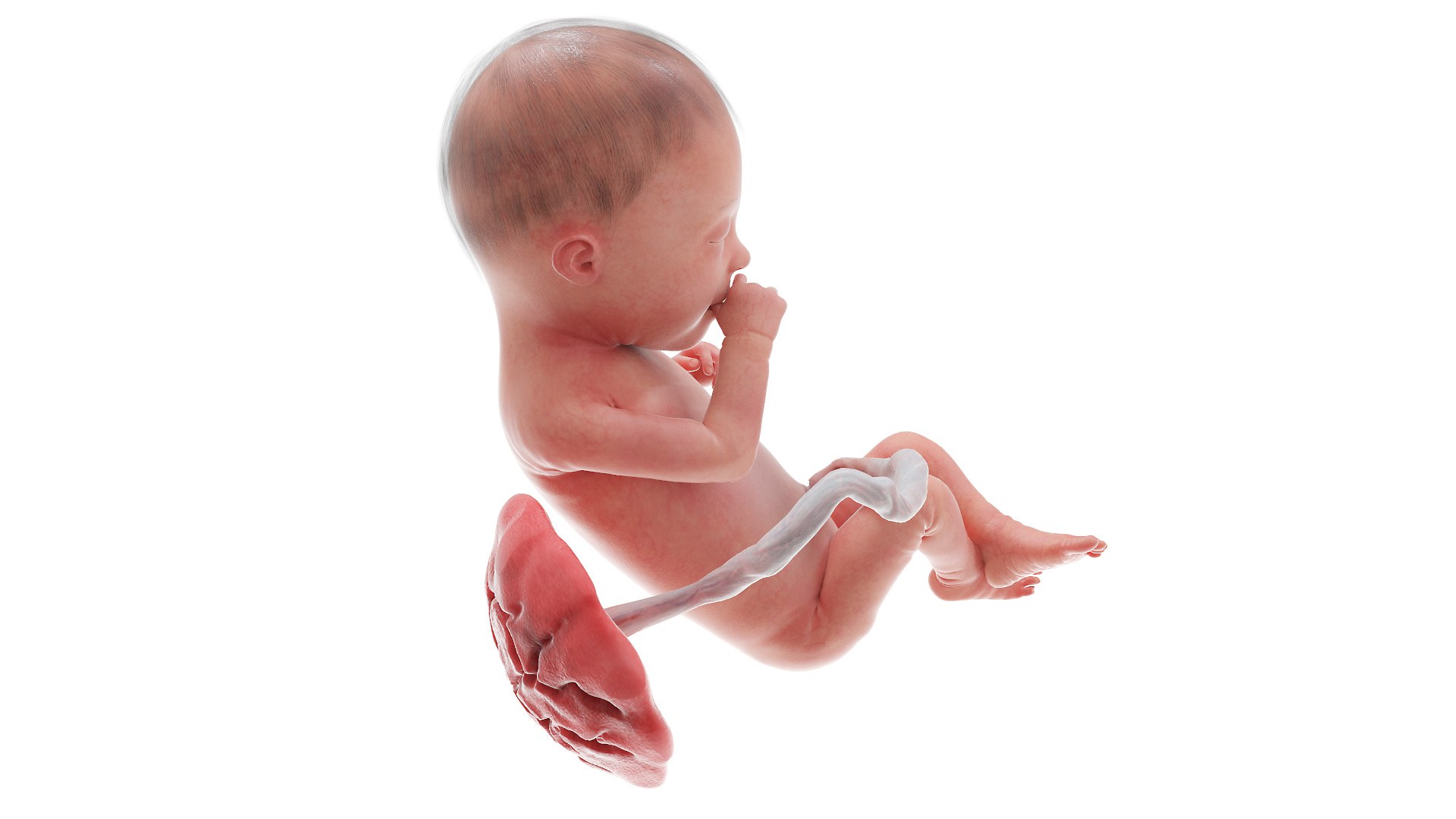 Fetus Anatomy Week 25 Static Model - TurboSquid 1836221