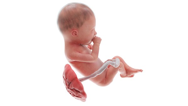Fetus Anatomy Week 25 Static model - TurboSquid 1836221