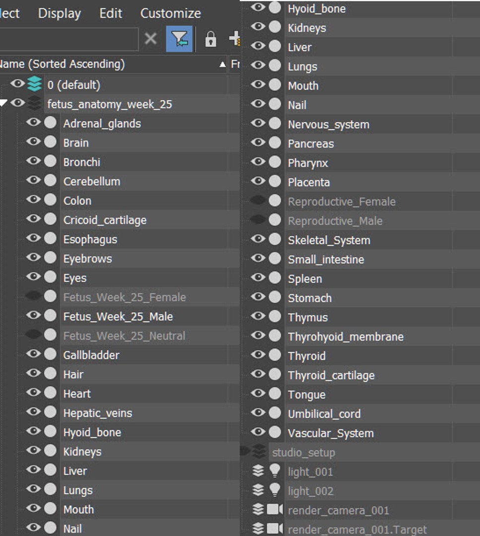 Fetus Anatomy Week 25 Static Model - TurboSquid 1836221