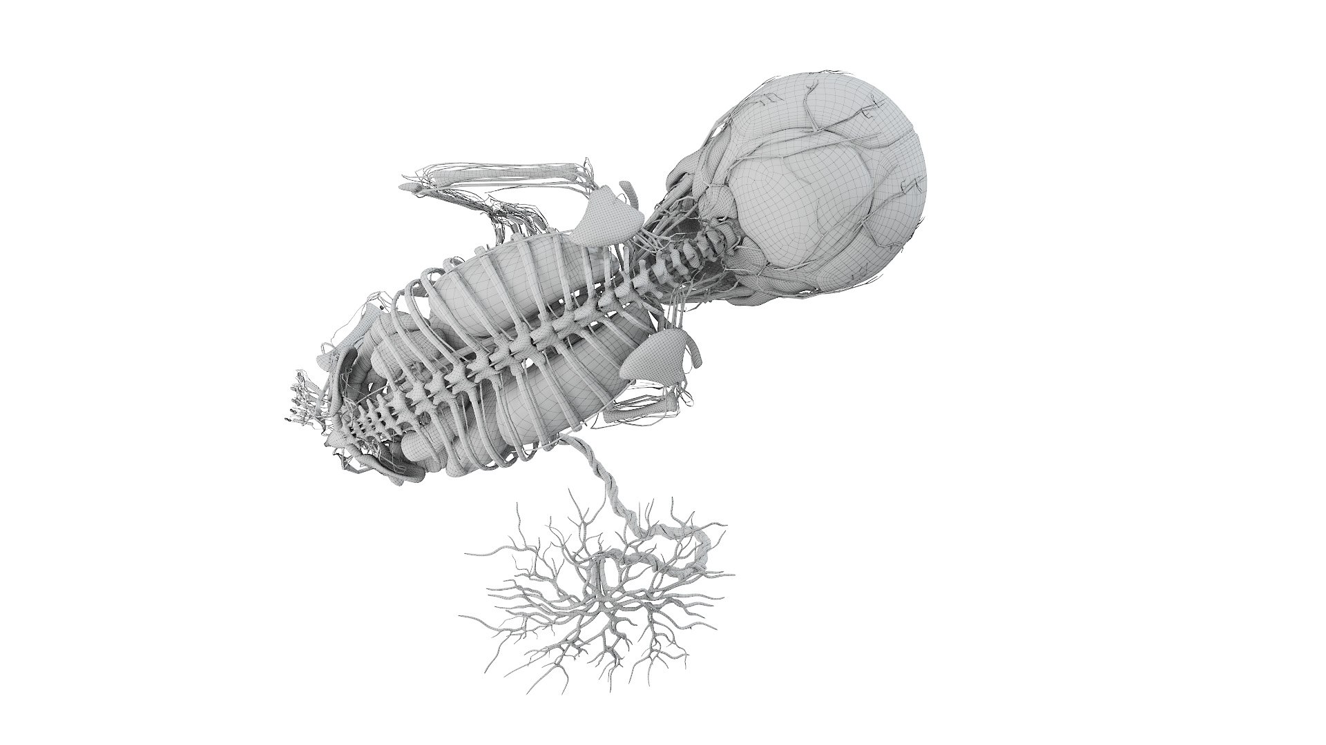 Fetus Anatomy Week 25 Static model - TurboSquid 1836221