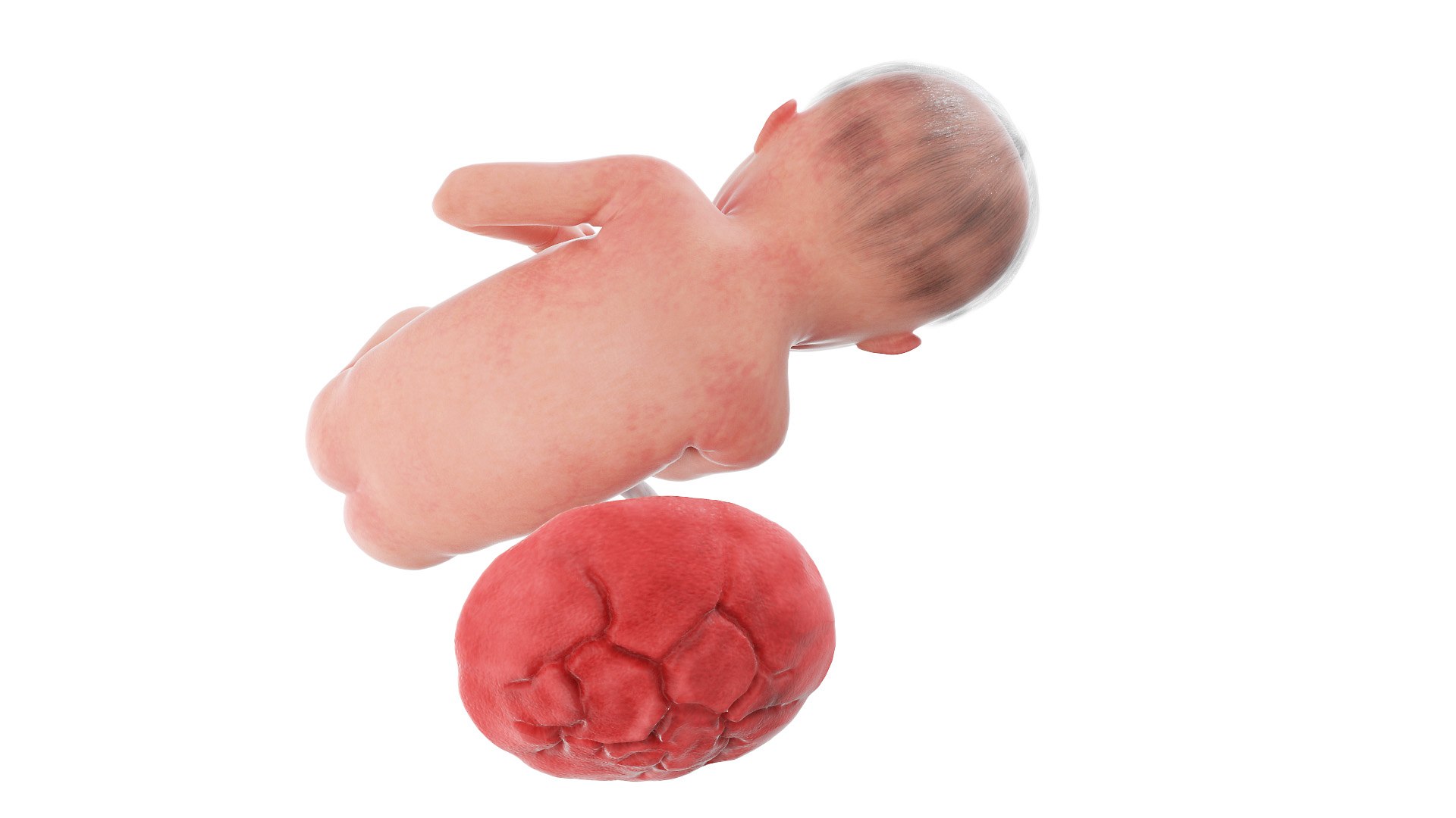 Fetus Anatomy Week 25 Static Model - TurboSquid 1836221