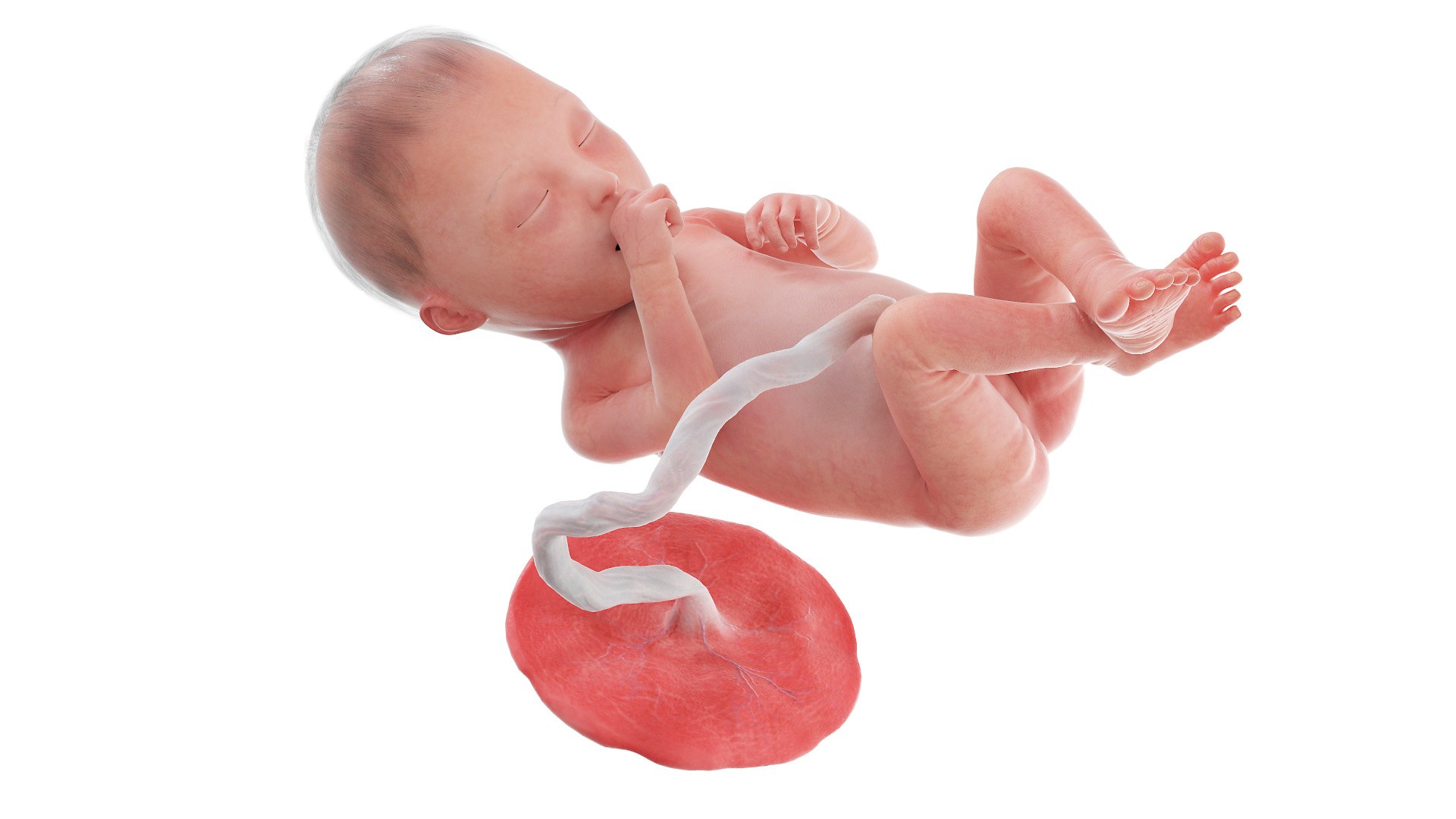 Fetus Anatomy Week 25 Static Model - TurboSquid 1836221