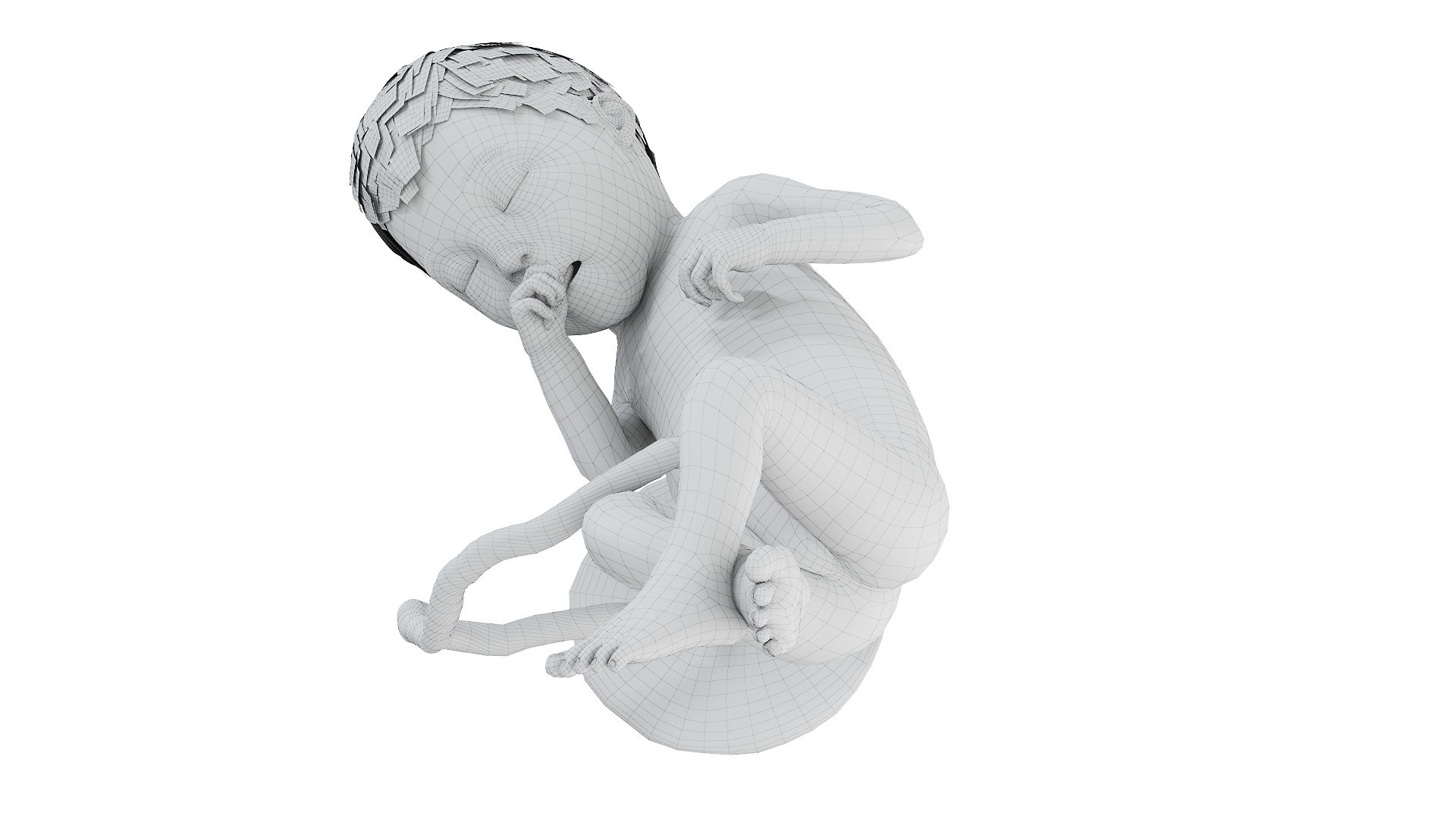 Fetus Anatomy Week 25 Static model - TurboSquid 1836221