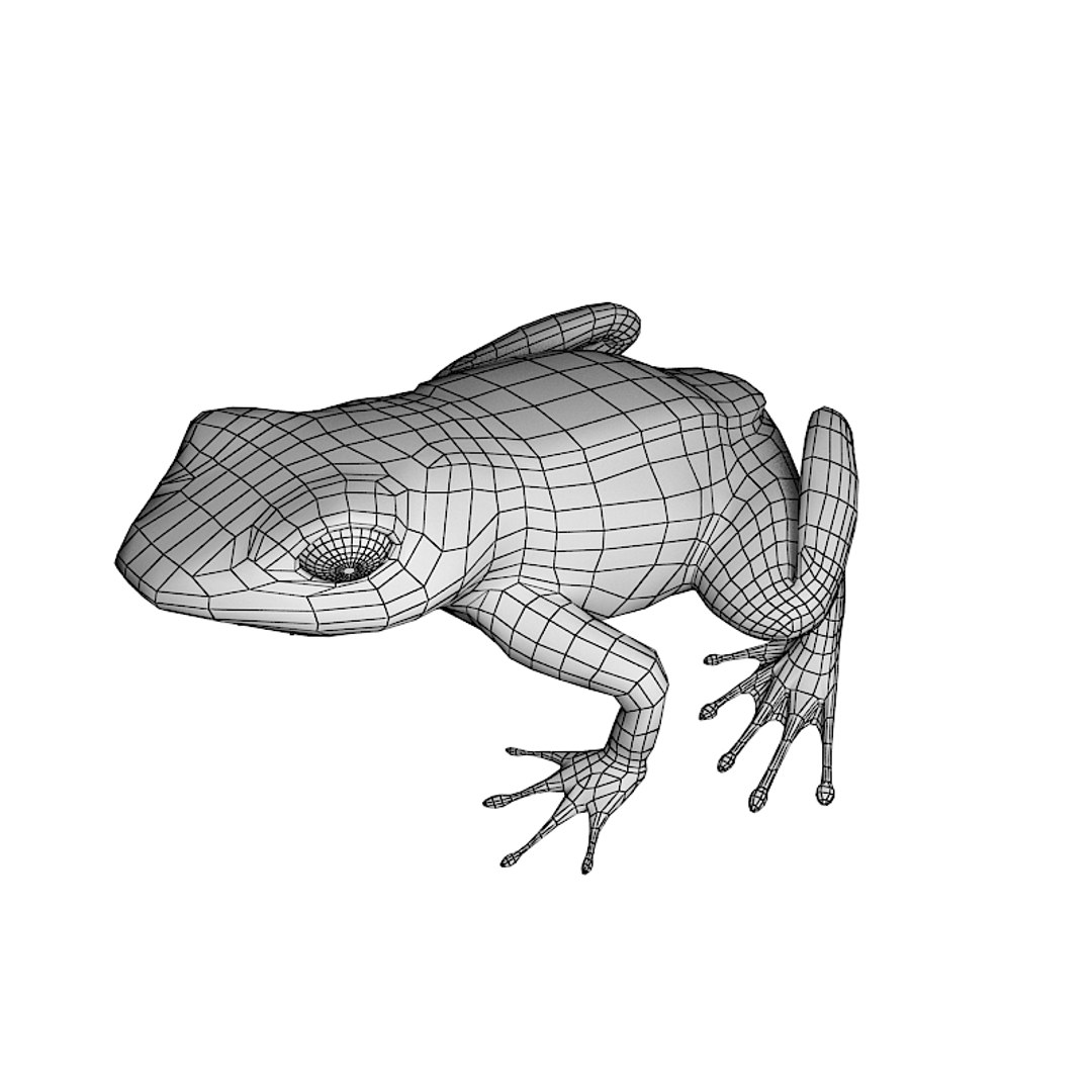 Atelopus Frog 3d Model