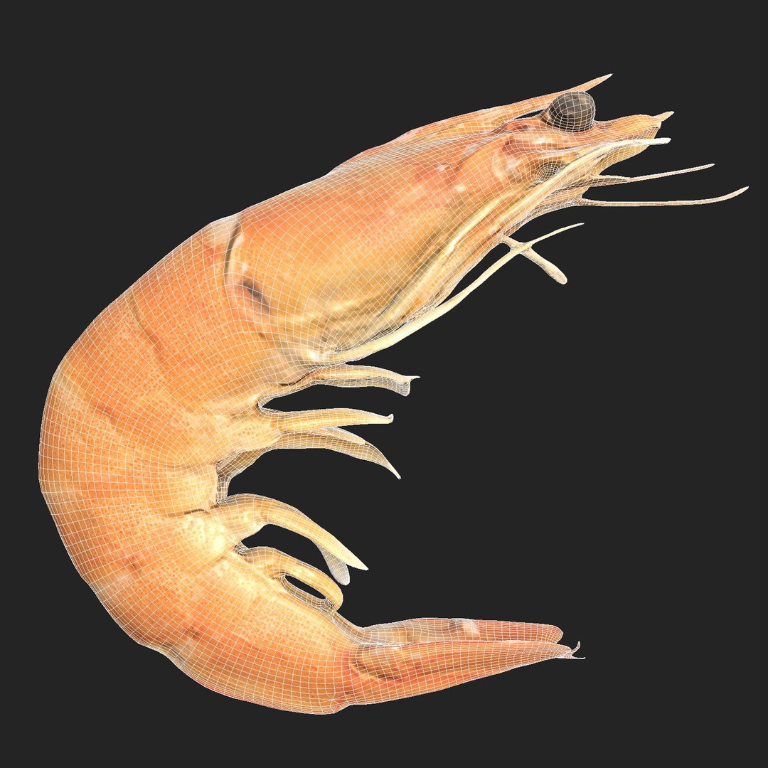 3D Boiled Shrimp Model - TurboSquid 2168697