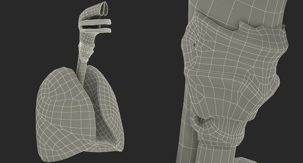 Human respiratory 3D model - TurboSquid 1209643
