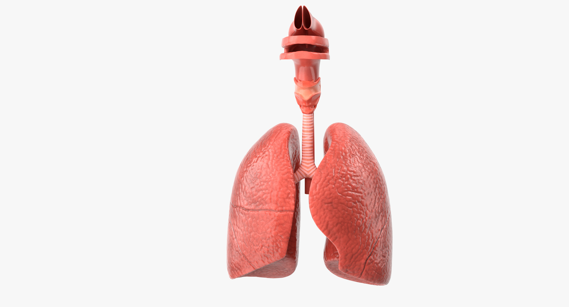 Human Respiratory 3D Model - TurboSquid 1209643