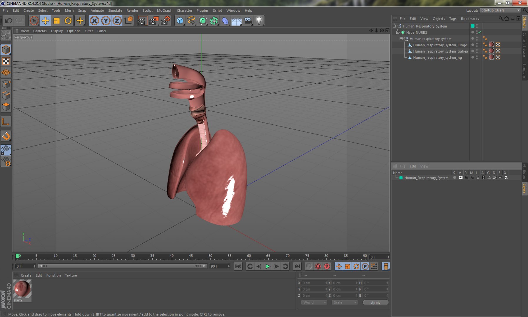 Human Respiratory 3D Model - TurboSquid 1209643