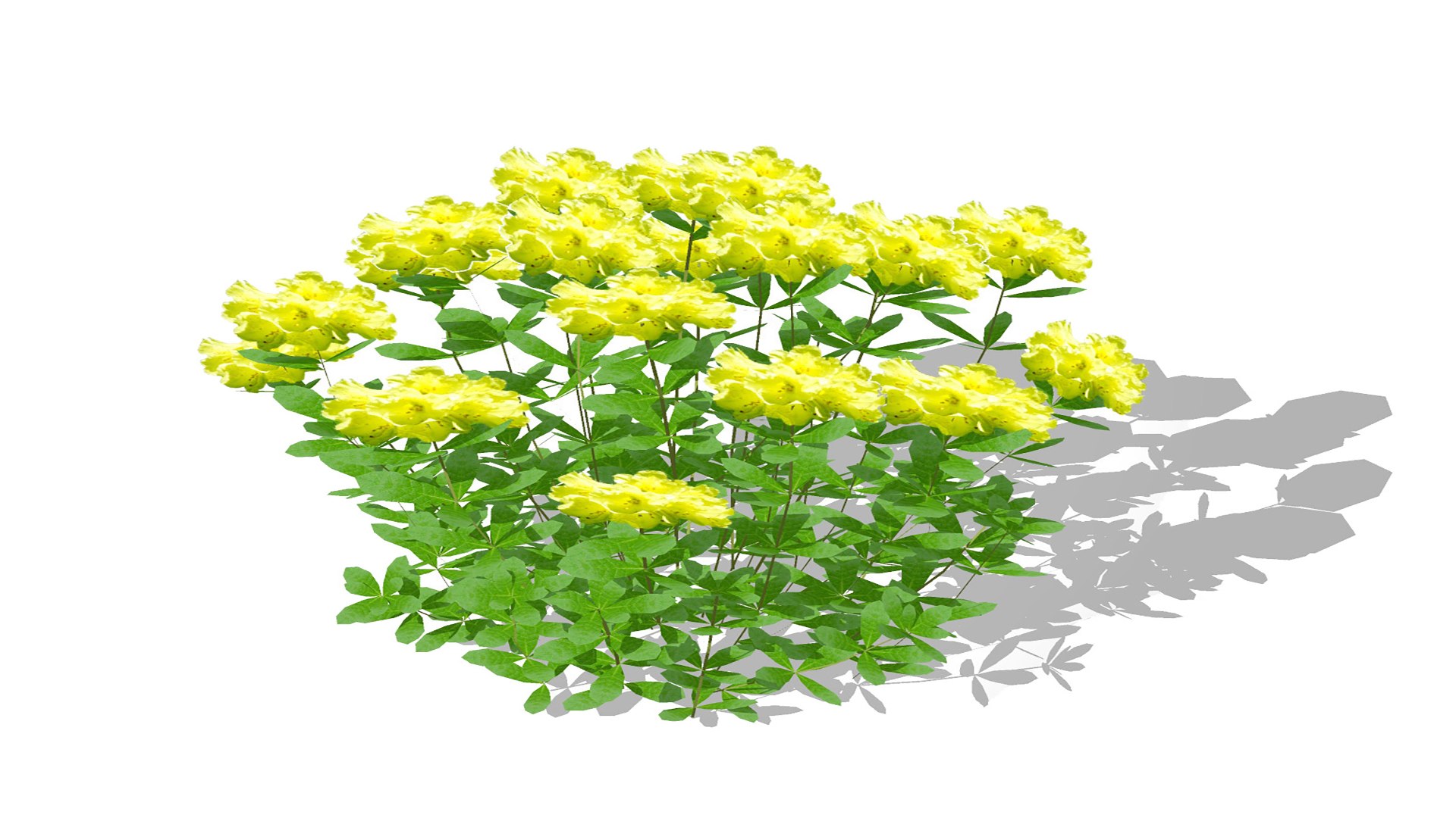 Azalea 3D Model - TurboSquid 2401817