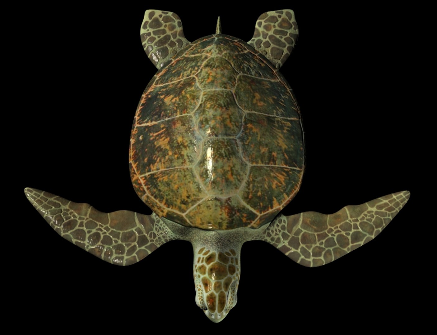 maya green sea turtle