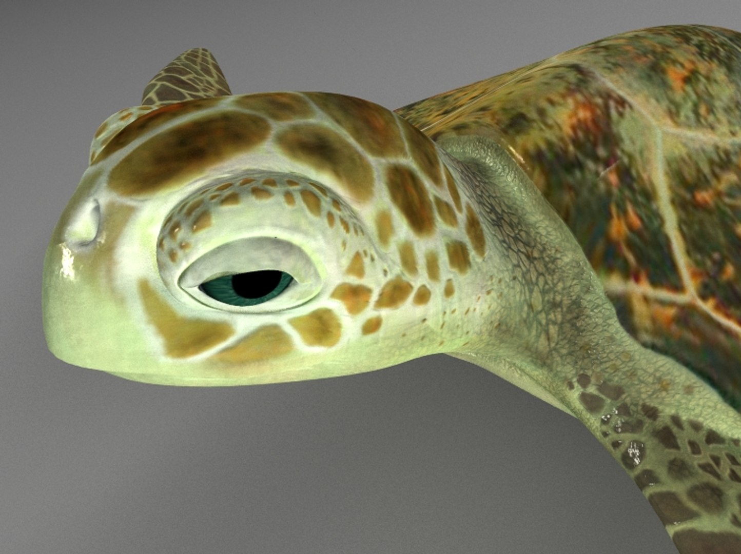 maya green sea turtle