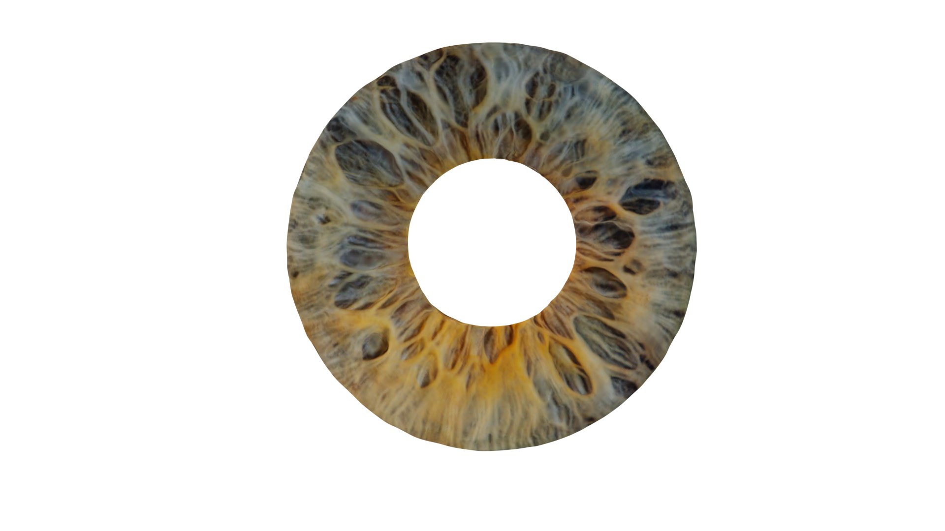 Human Iris Of The Eye 3D - TurboSquid 2103048
