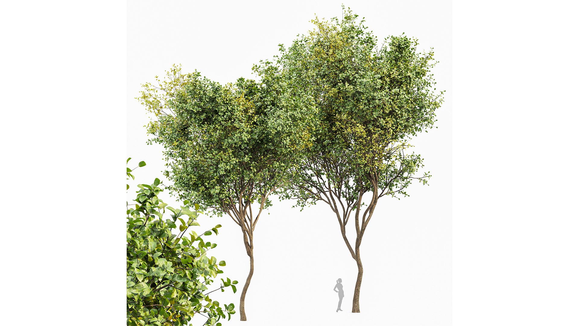 3D Beautiful 2Trees Bush Leaf - TurboSquid 2242788