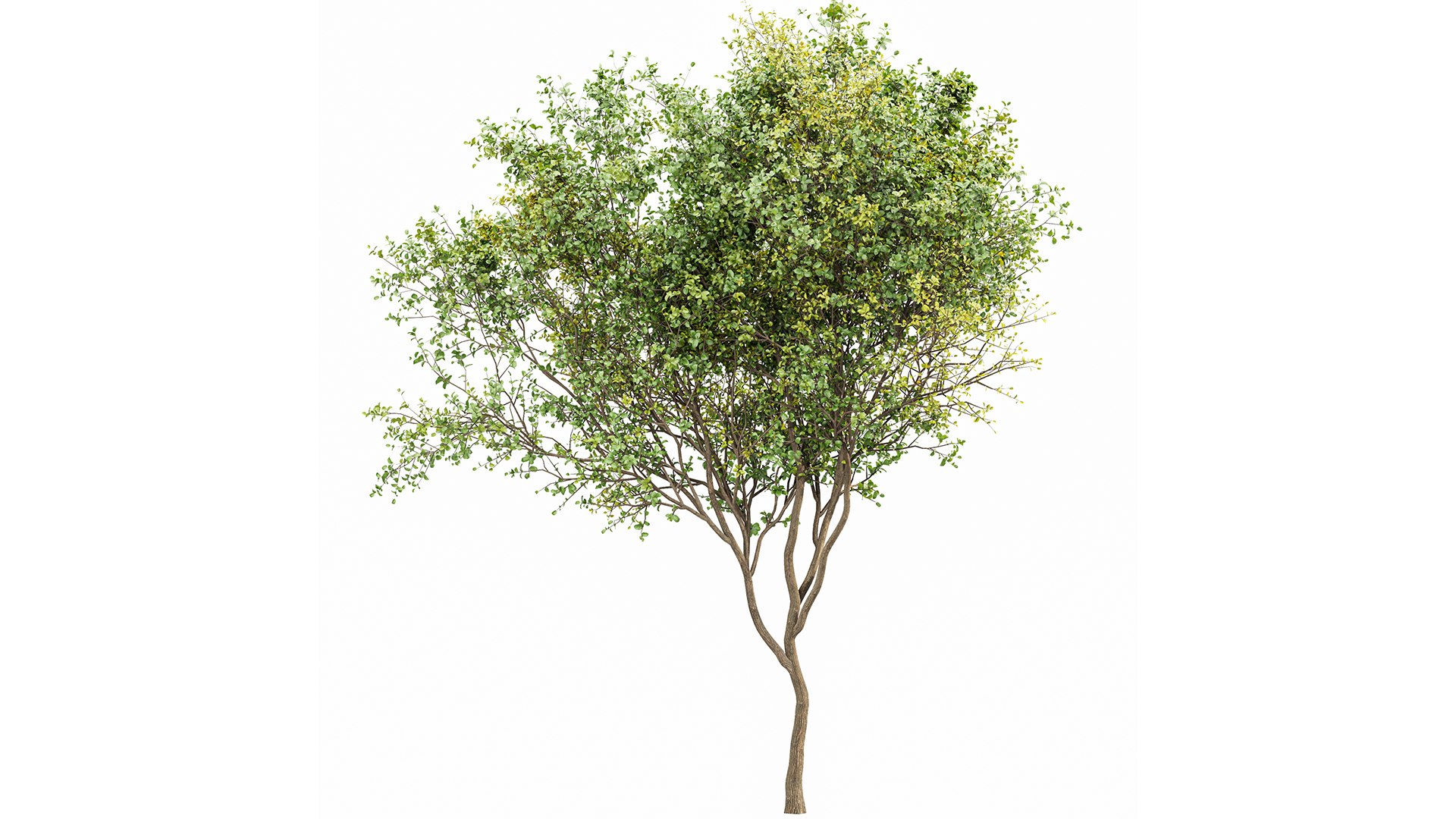 3D Beautiful 2Trees Bush Leaf - TurboSquid 2242788