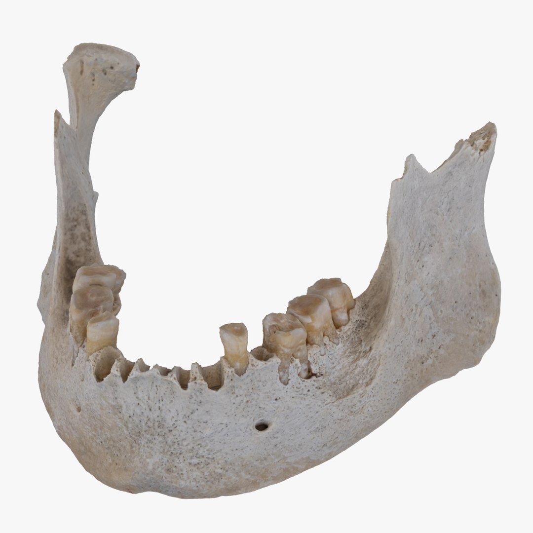 human mandible
