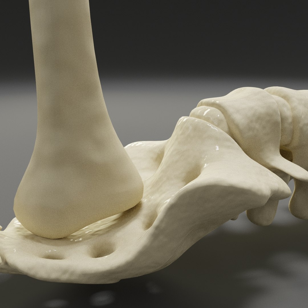 3D Letter D Bones Skeleton - TurboSquid 1543322