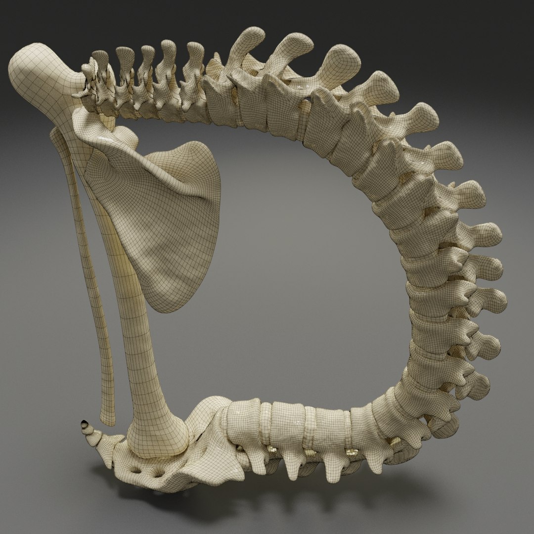 3D Letter D Bones Skeleton - TurboSquid 1543322