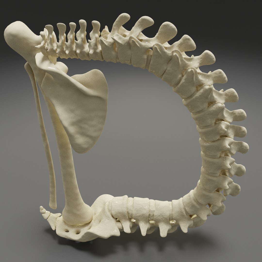 3D Letter D Bones Skeleton - TurboSquid 1543322