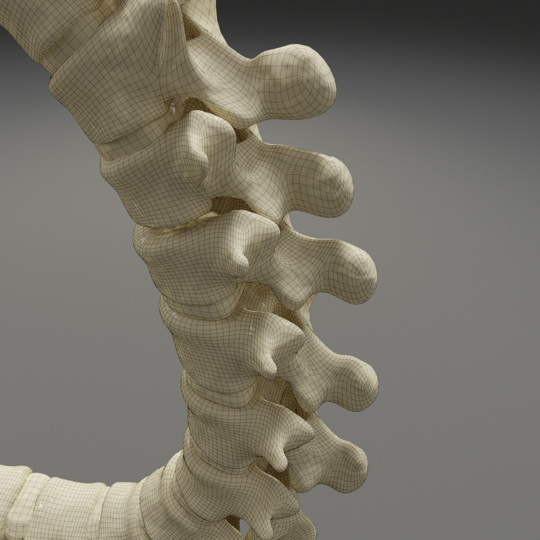 3D Letter D Bones Skeleton - TurboSquid 1543322