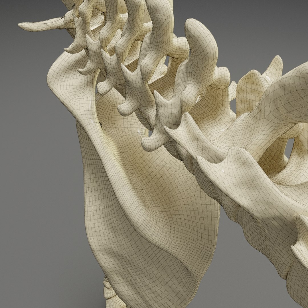 3D Letter D Bones Skeleton - TurboSquid 1543322