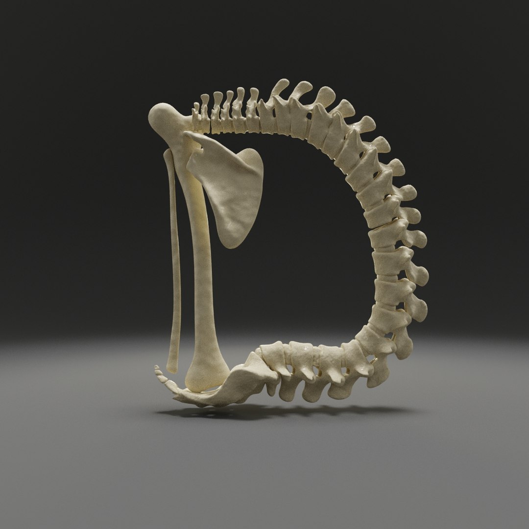 3D Letter D Bones Skeleton - TurboSquid 1543322